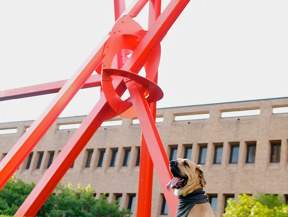 UT Landmarks Public Art Tour - Blue Dog Rescue | Texas