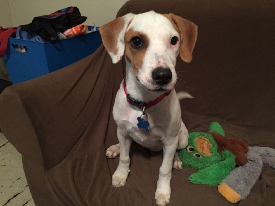 Elly May Clampett - Available for Adoption in TX | Blue Dog Rescue