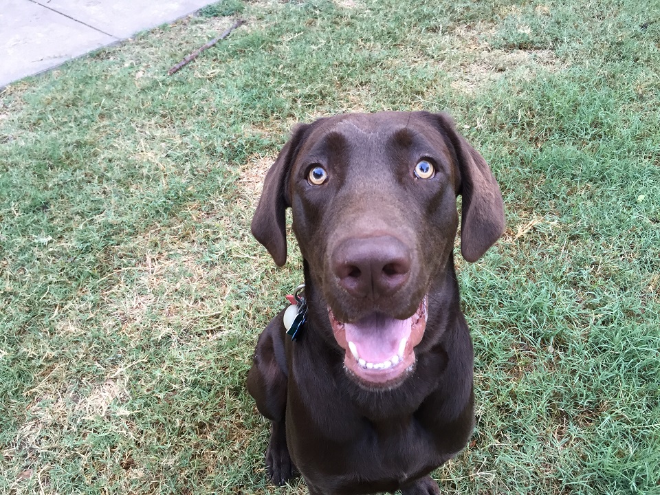 Maverick - Available for Adoption in TX | Blue Dog Rescue