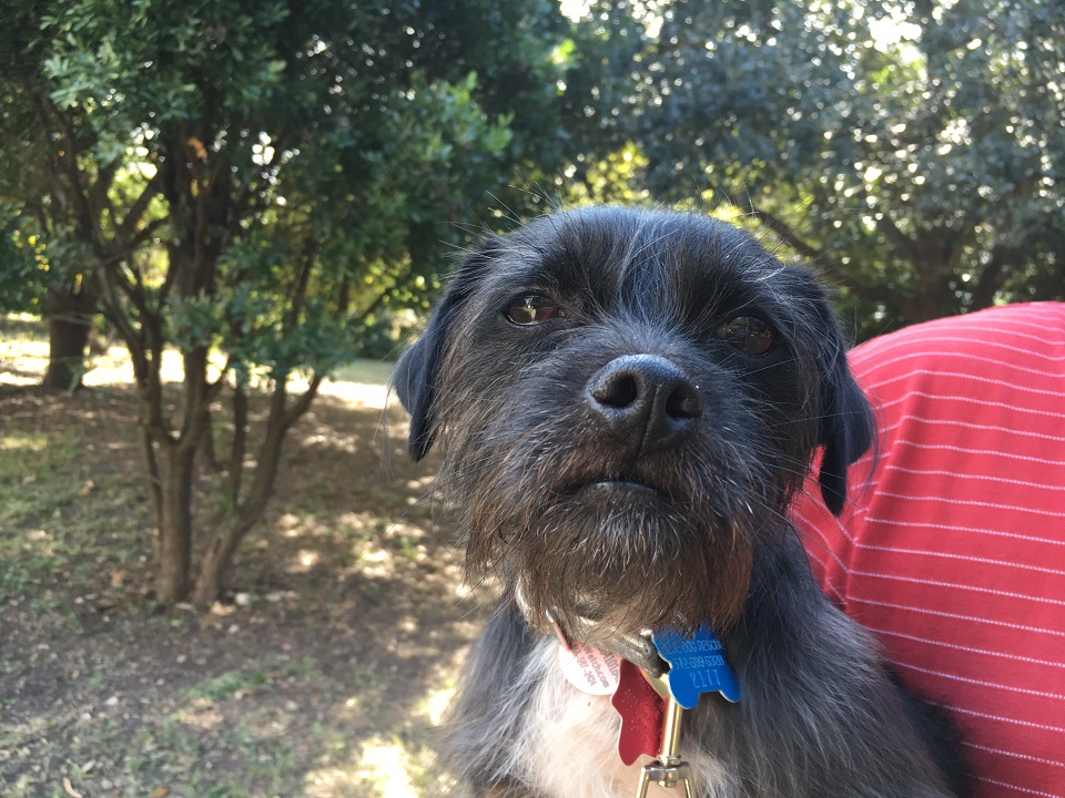 Lucy - Available for Adoption in TX | Blue Dog Rescue