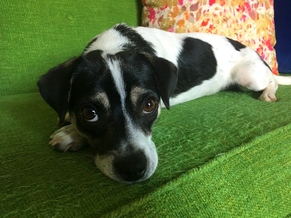 Blue Dog Rescue - Adoption & Fostering | Texas