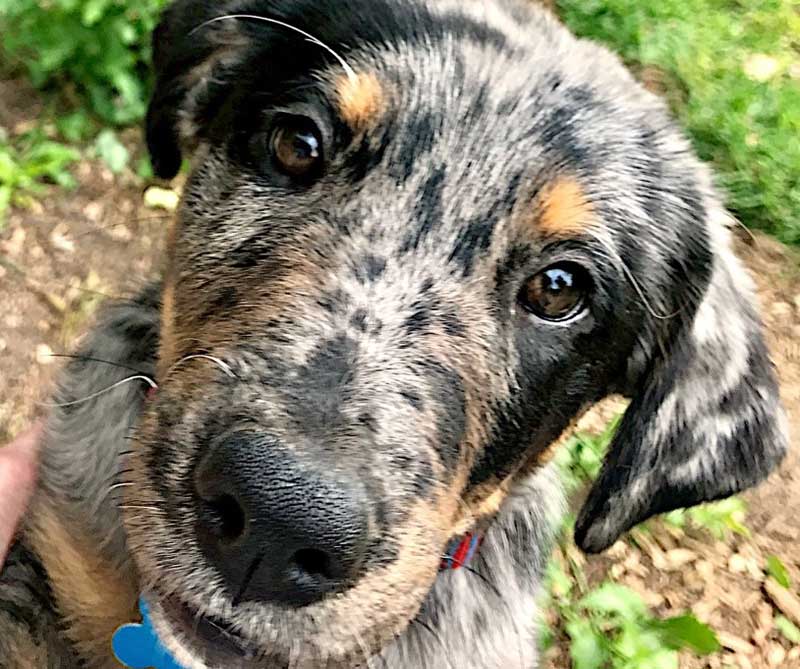 Surrendering a Dog to the Shelter and Rescue System is Not the Only Choice