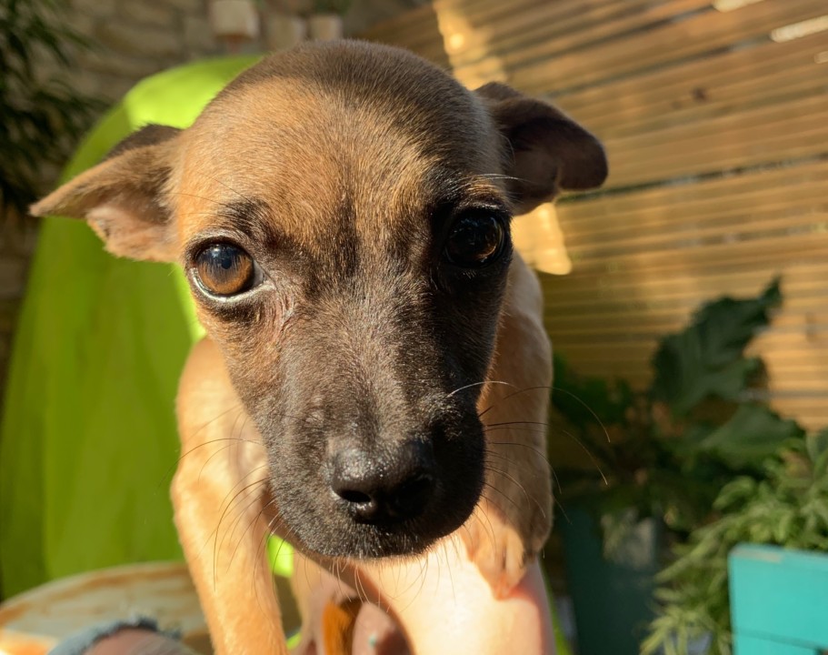 Blue Dog Rescue - Adoption & Fostering | Texas