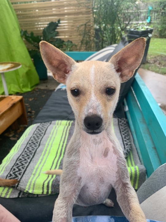 Blue Dog Rescue - Adoption & Fostering | Texas