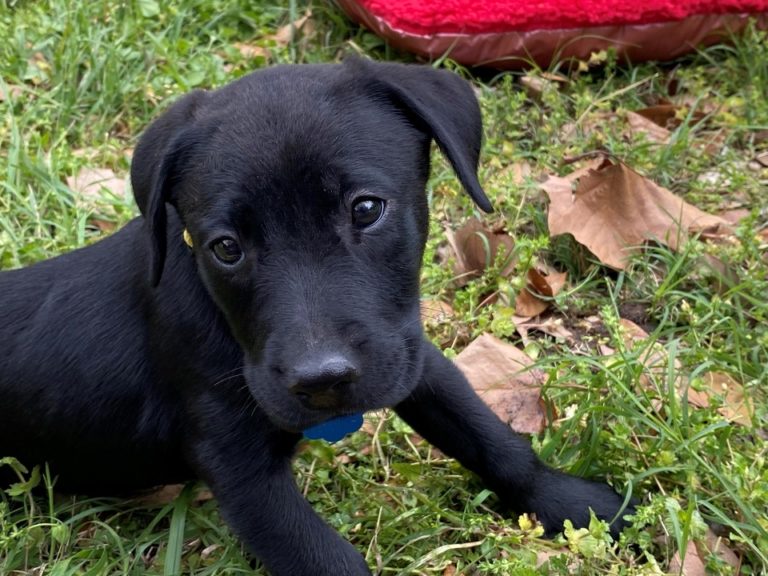 Blue Dog Rescue - Adoption & Fostering | Texas