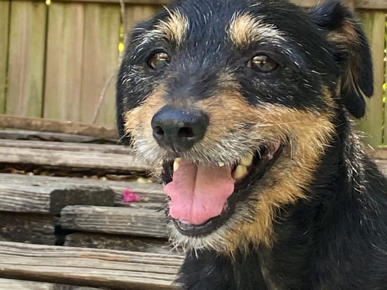 Blue Dog Rescue - Adoption & Fostering | Texas