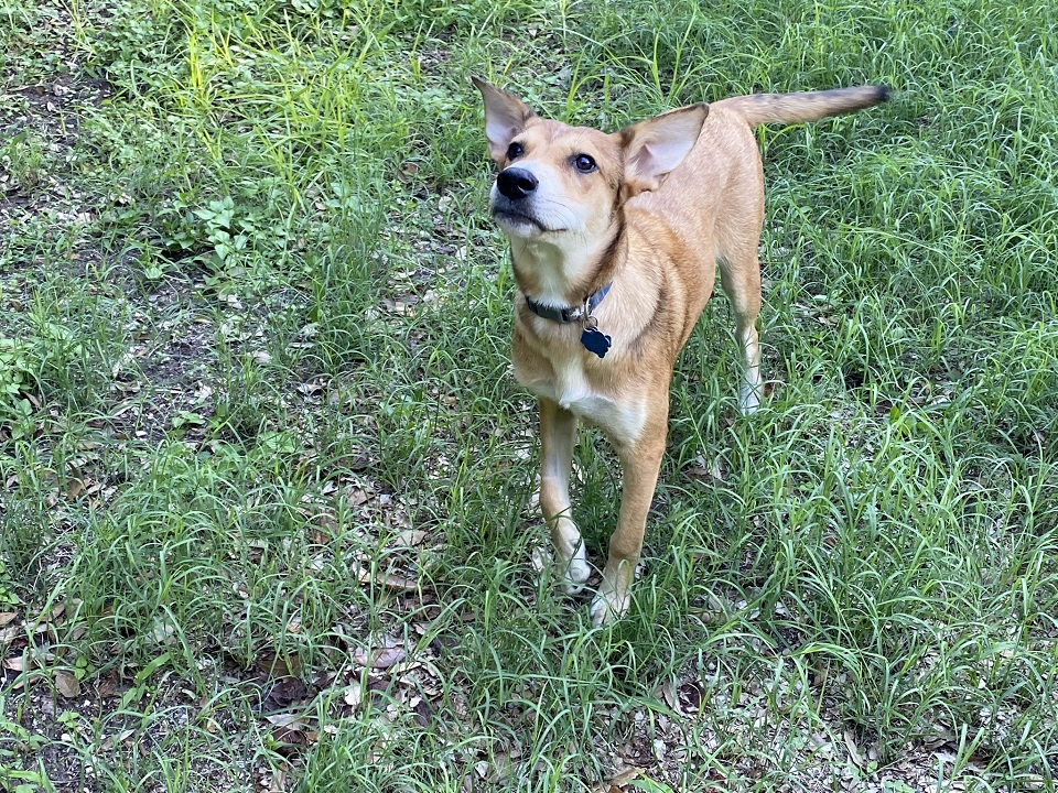 Margaret - Available for Adoption in TX | Blue Dog Rescue