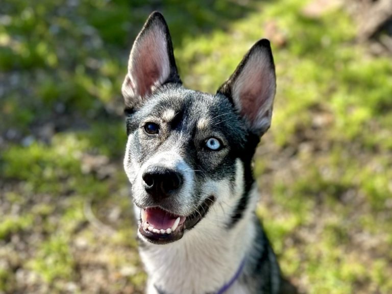 Blue Dog Rescue - Adoption & Fostering | Texas