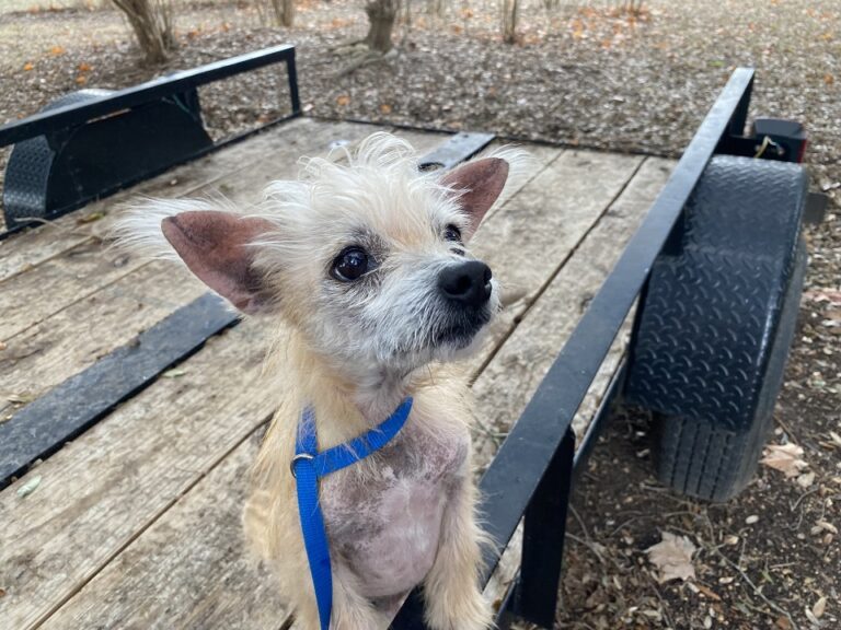 Blue Dog Rescue - Adoption & Fostering | Texas