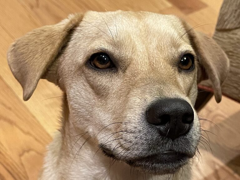 Blue Dog Rescue - Adoption & Fostering | Texas