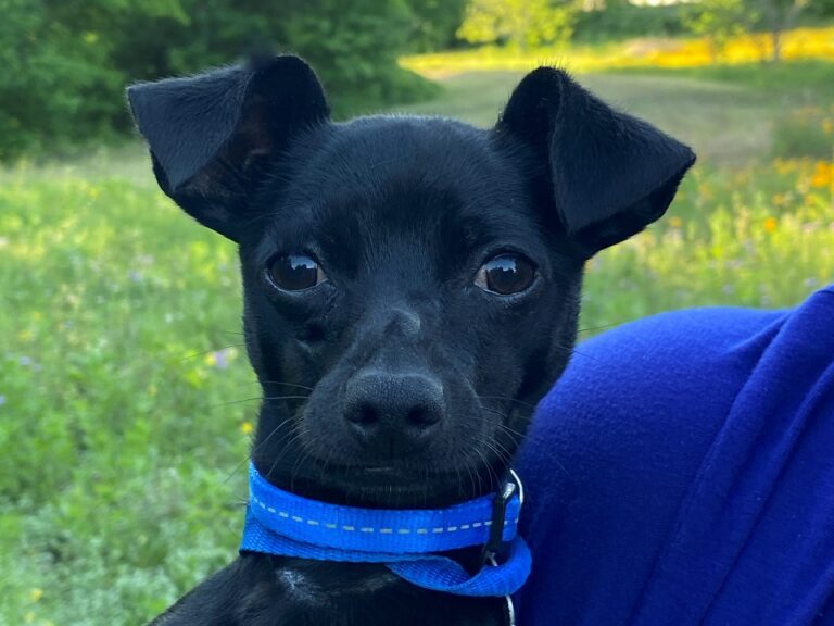 Blue Dog Rescue - Adoption & Fostering | Texas