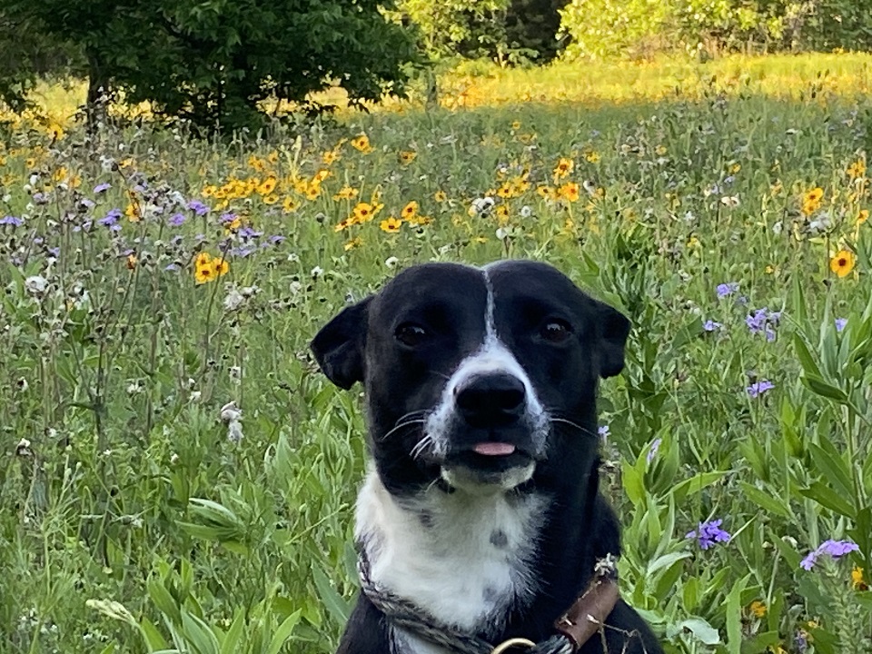 Iris - Available for Adoption in TX | Blue Dog Rescue