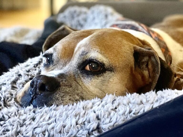 Blue Dog Rescue - Adoption & Fostering | Texas