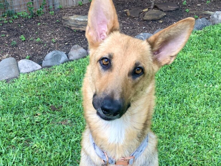 Blue Dog Rescue - Adoption & Fostering | Texas