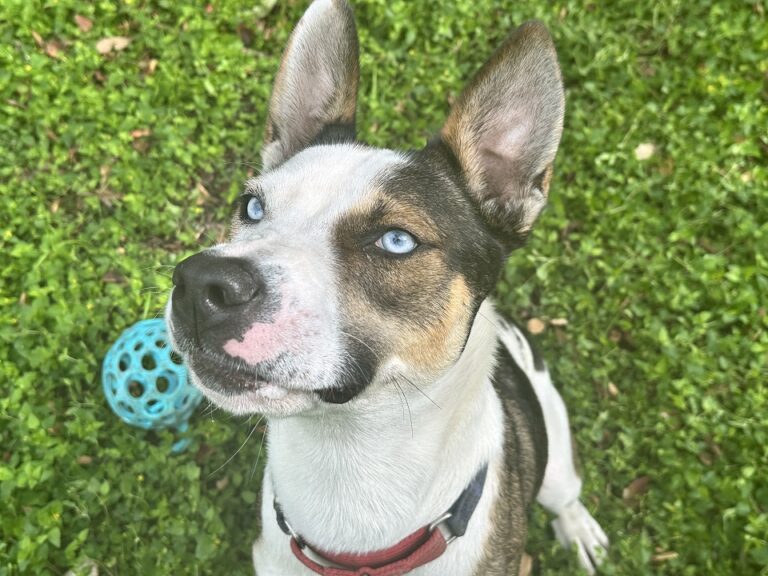 Blue Dog Rescue - Adoption & Fostering | Texas