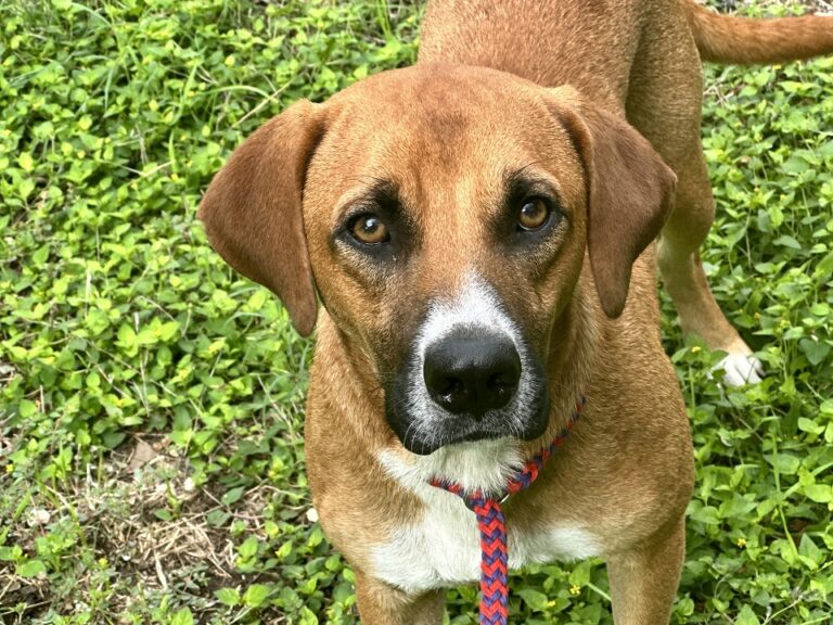 Blue Dog Rescue - Adoption & Fostering | Texas