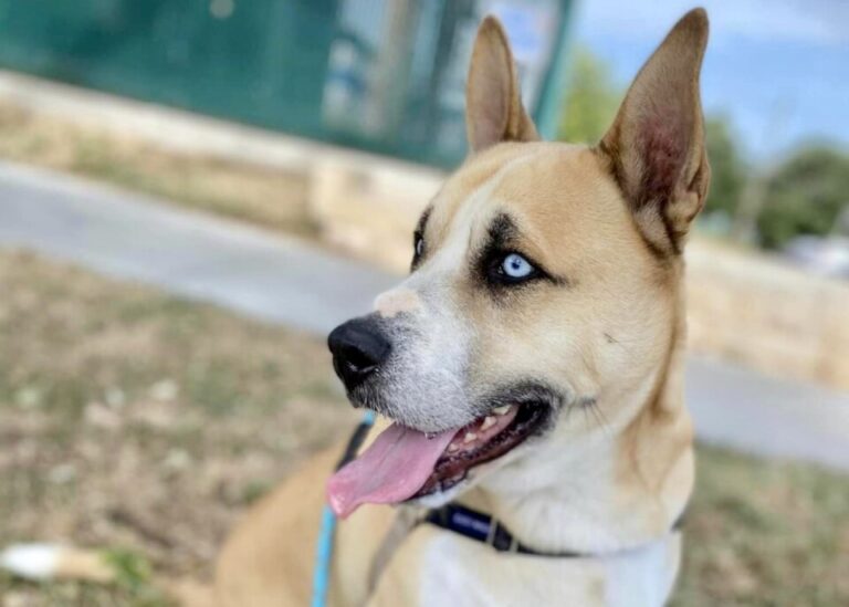 Blue Dog Rescue - Adoption & Fostering | Texas