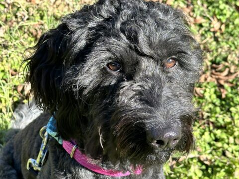 Blue Dog Rescue - Adoption & Fostering | Texas