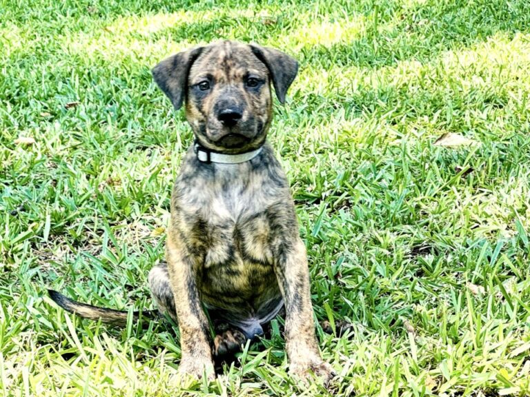 Blue Dog Rescue - Adoption & Fostering | Texas