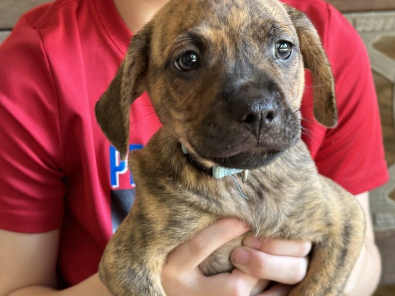 Blue Dog Rescue - Adoption & Fostering | Texas