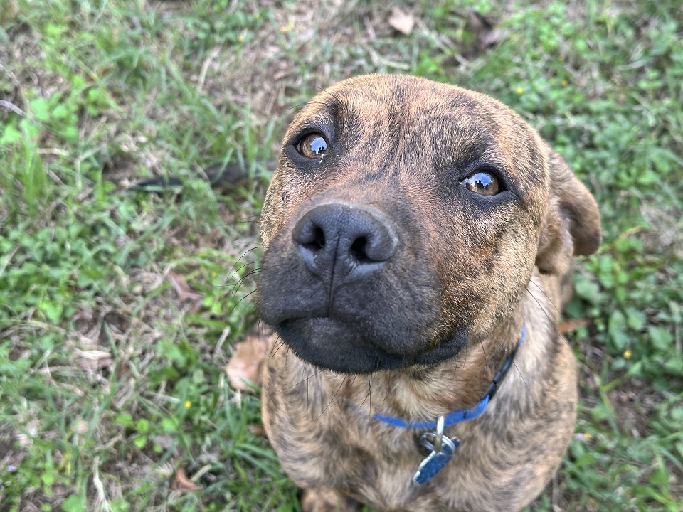 Milkshake - Available for Adoption in TX | Blue Dog Rescue
