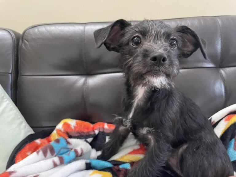 Blue Dog Rescue - Adoption & Fostering | Texas