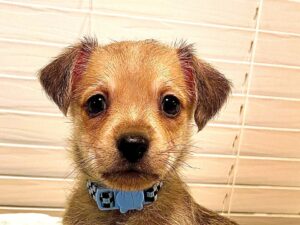 Blue Dog Rescue - Adoption & Fostering | Texas