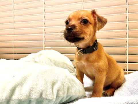 Blue Dog Rescue - Adoption & Fostering | Texas